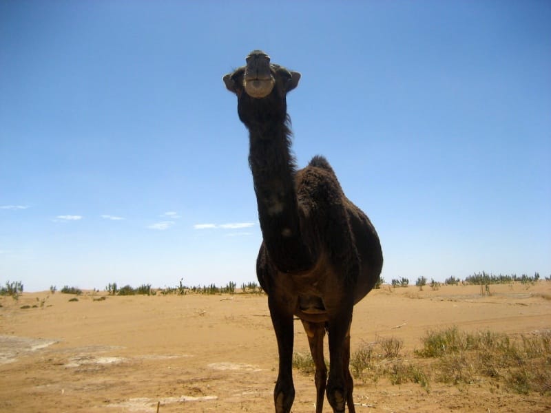 Rallye Aïcha des Gazelles - Interview - Passion Horlogère