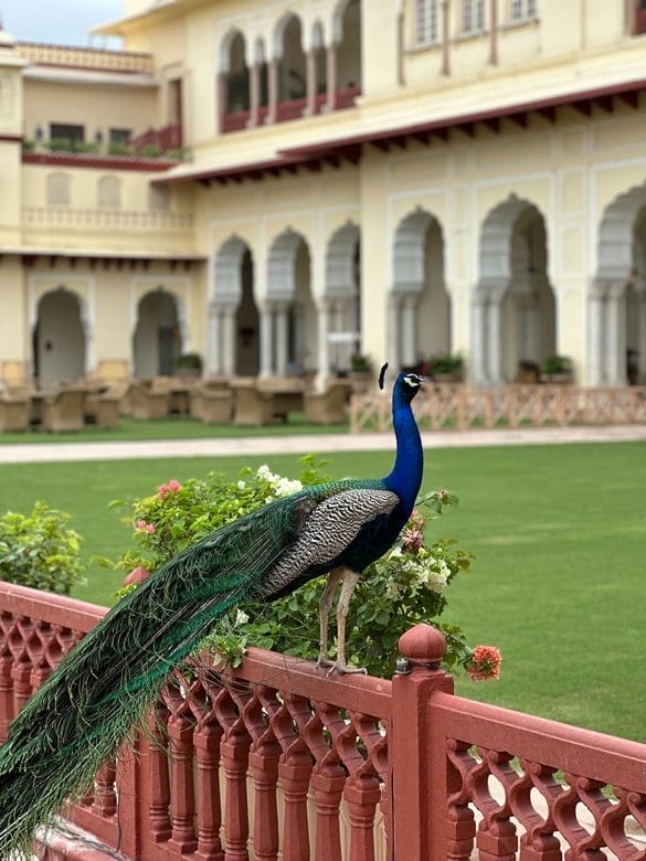 Nebula Jalsa by Titan : entrée en majesté dans la Haute Horlogerie ...